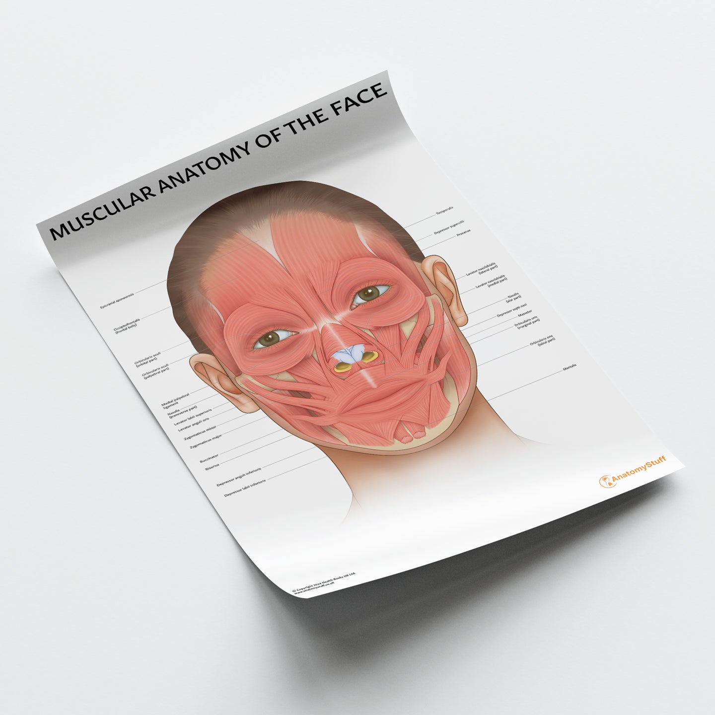 Muscular Anatomy of the Face Poster | Craniofacial Muscles Chart ...