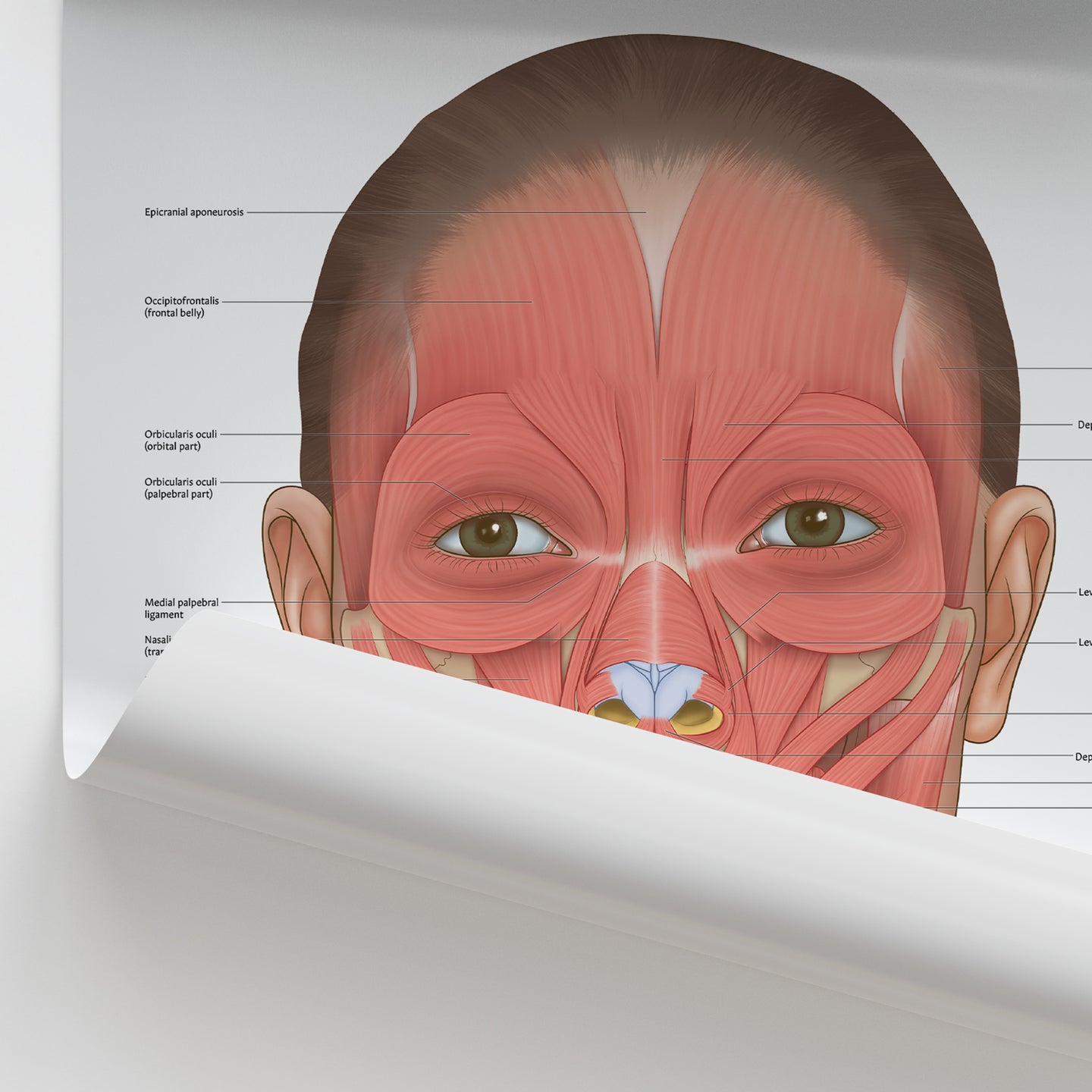 Muscular Anatomy of the Face Poster | Craniofacial Muscles Chart ...