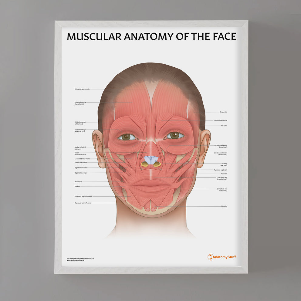 Muscular Anatomy of the Face Poster | Craniofacial Muscles Chart ...