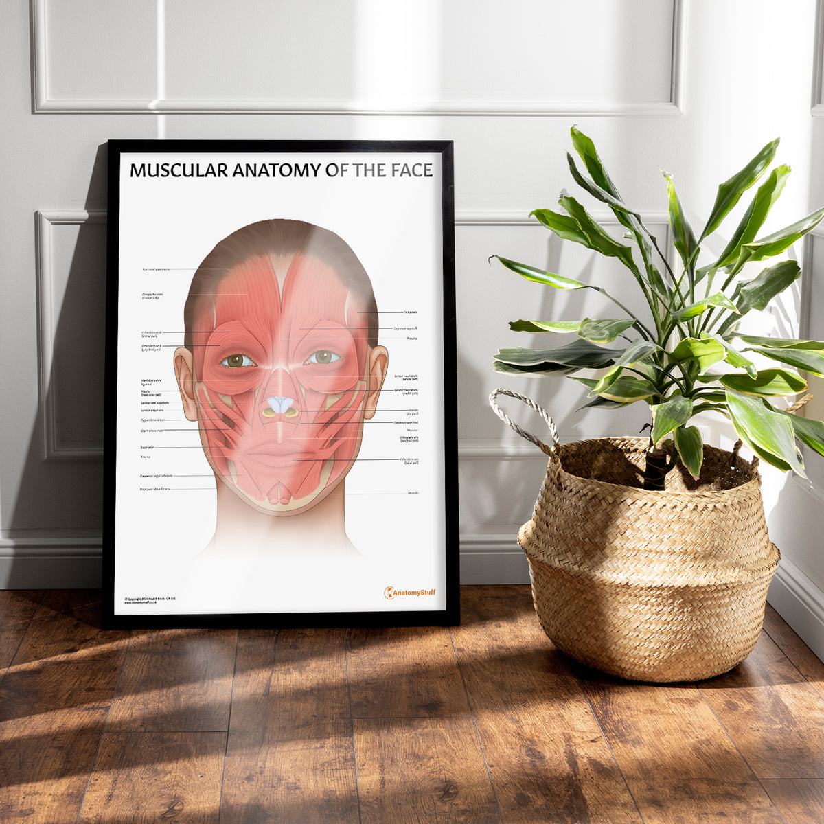 Muscular Anatomy of the Face Poster | Craniofacial Muscles Chart ...