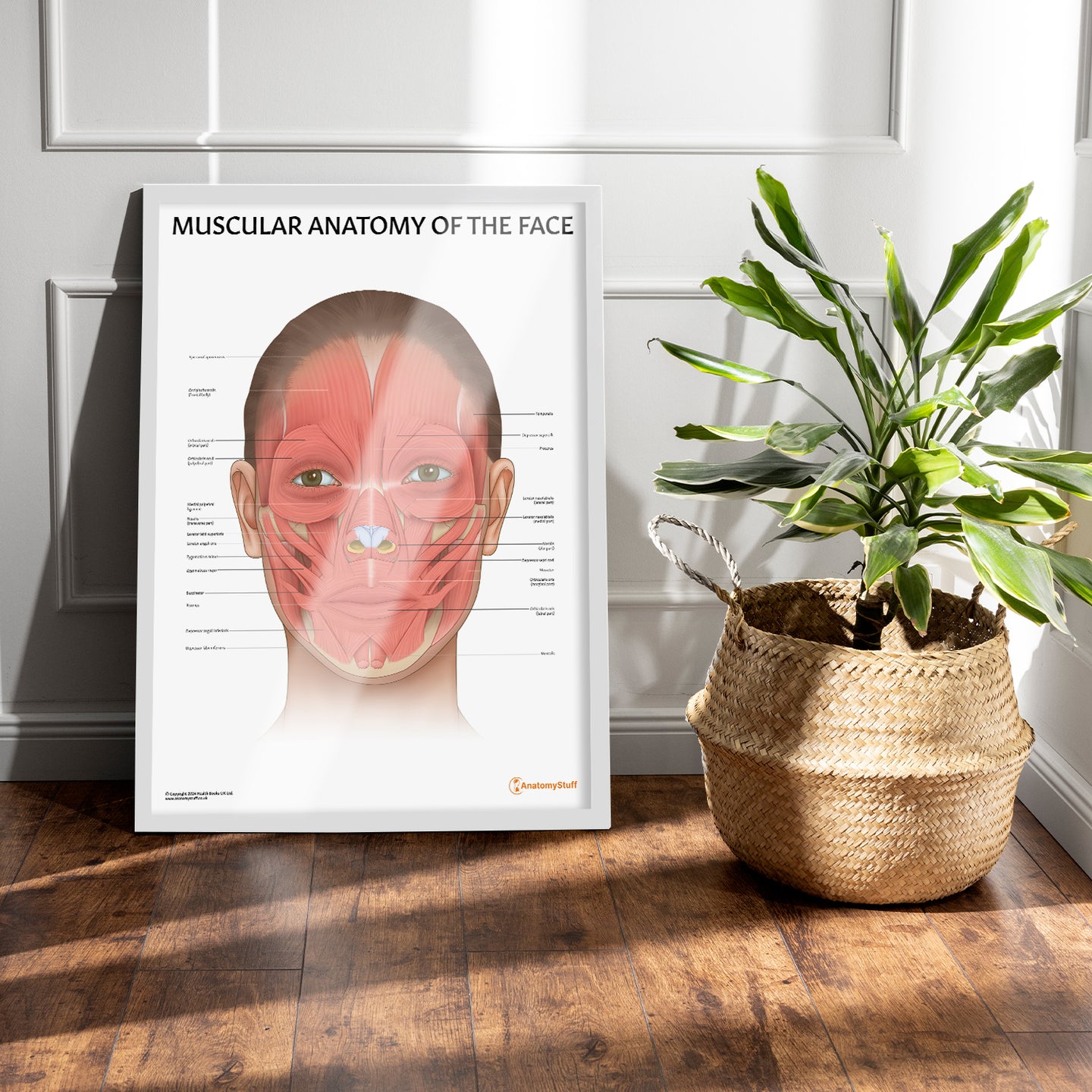 Muscular Anatomy of the Face Poster | Craniofacial Muscles Chart ...