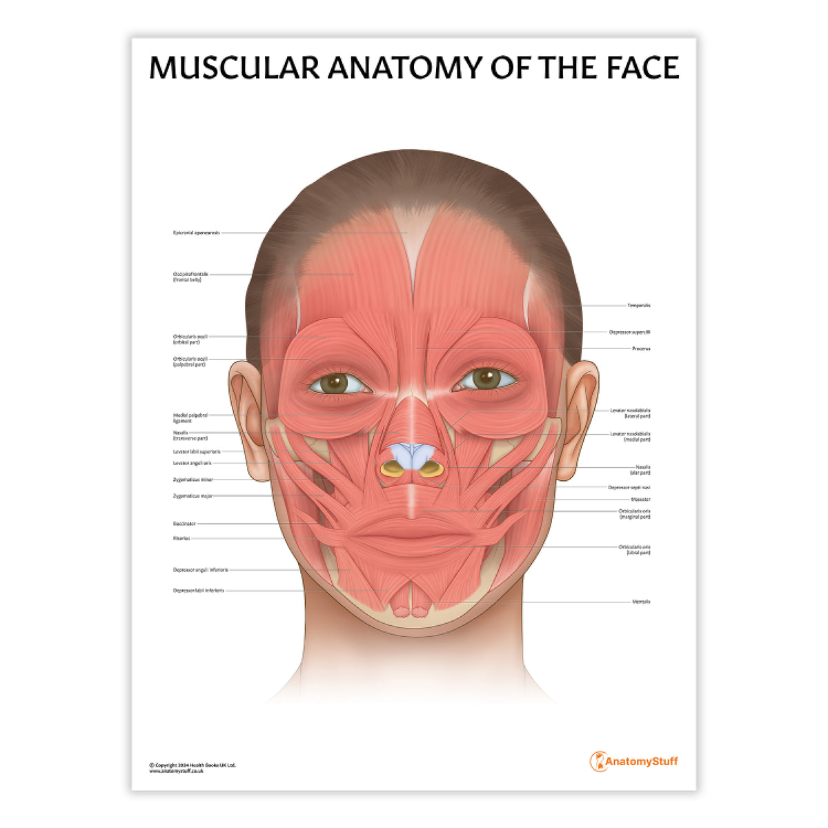 Muscular Anatomy of the Face Poster | Craniofacial Muscles Chart ...