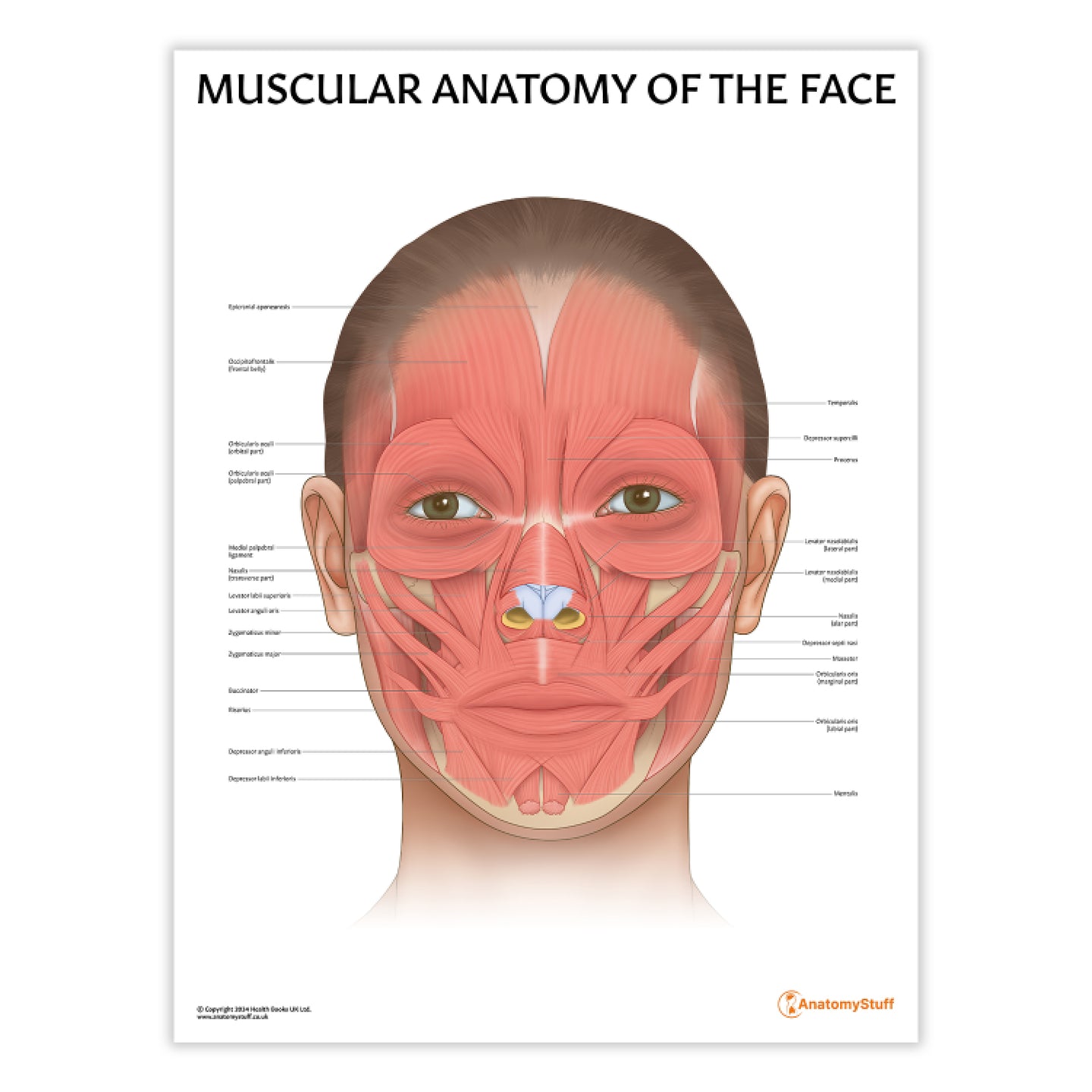 Muscular Anatomy of the Face Poster | Craniofacial Muscles Chart ...