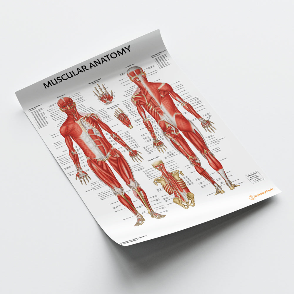 Musculoskeletal Anatomy Posters – AnatomyStuff