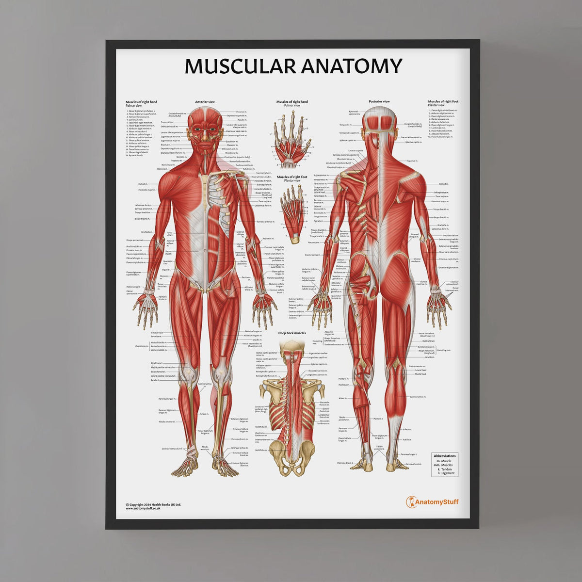 Joint & Muscle Anatomy Posters – AnatomyStuff