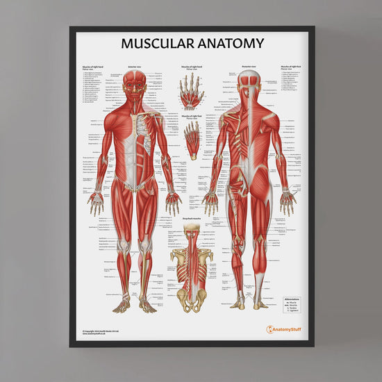 Joint & Muscle Anatomy Posters – AnatomyStuff