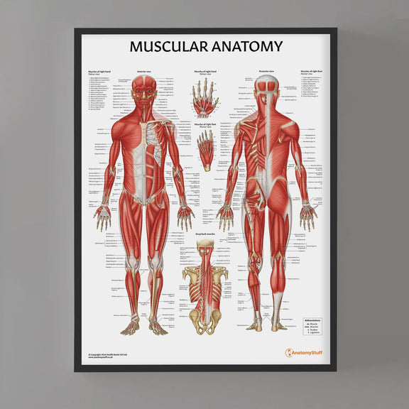 Skeleton Anatomy Posters – AnatomyStuff