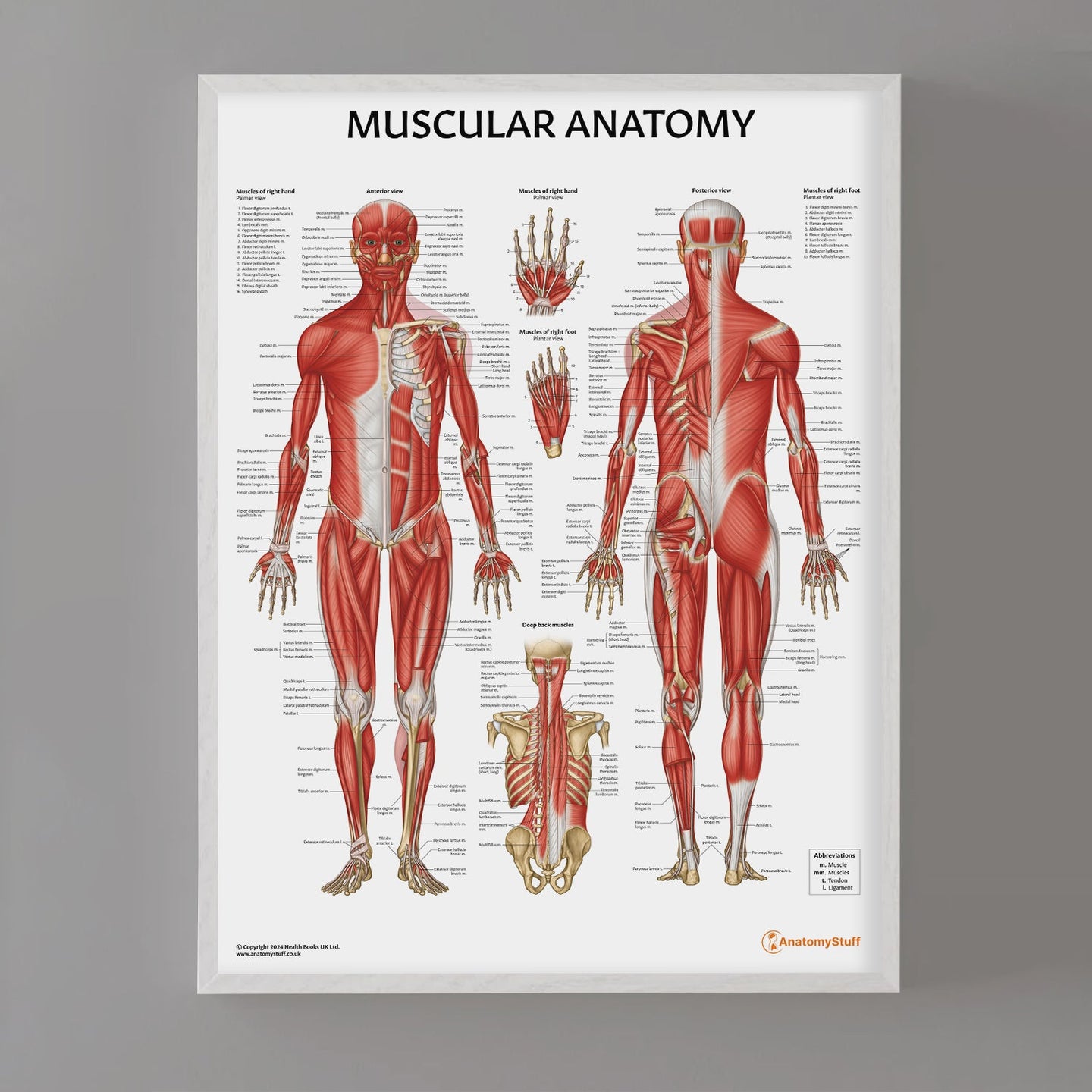 Joint & Muscle Anatomy Posters – AnatomyStuff