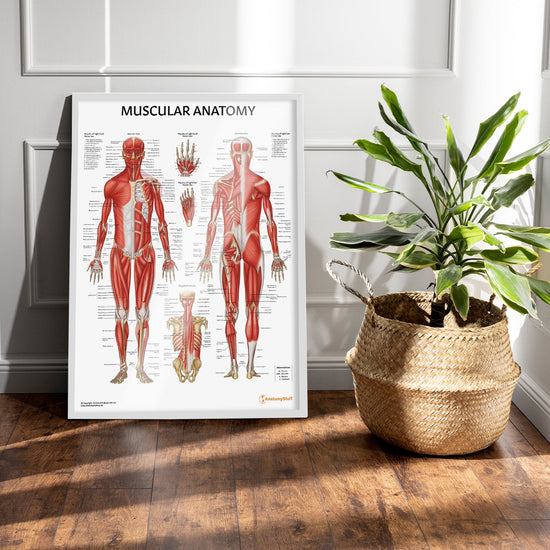 Muscular Anatomy Poster | Human Musculature Chart – AnatomyStuff