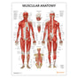 Musculoskeletal Anatomy Posters – AnatomyStuff