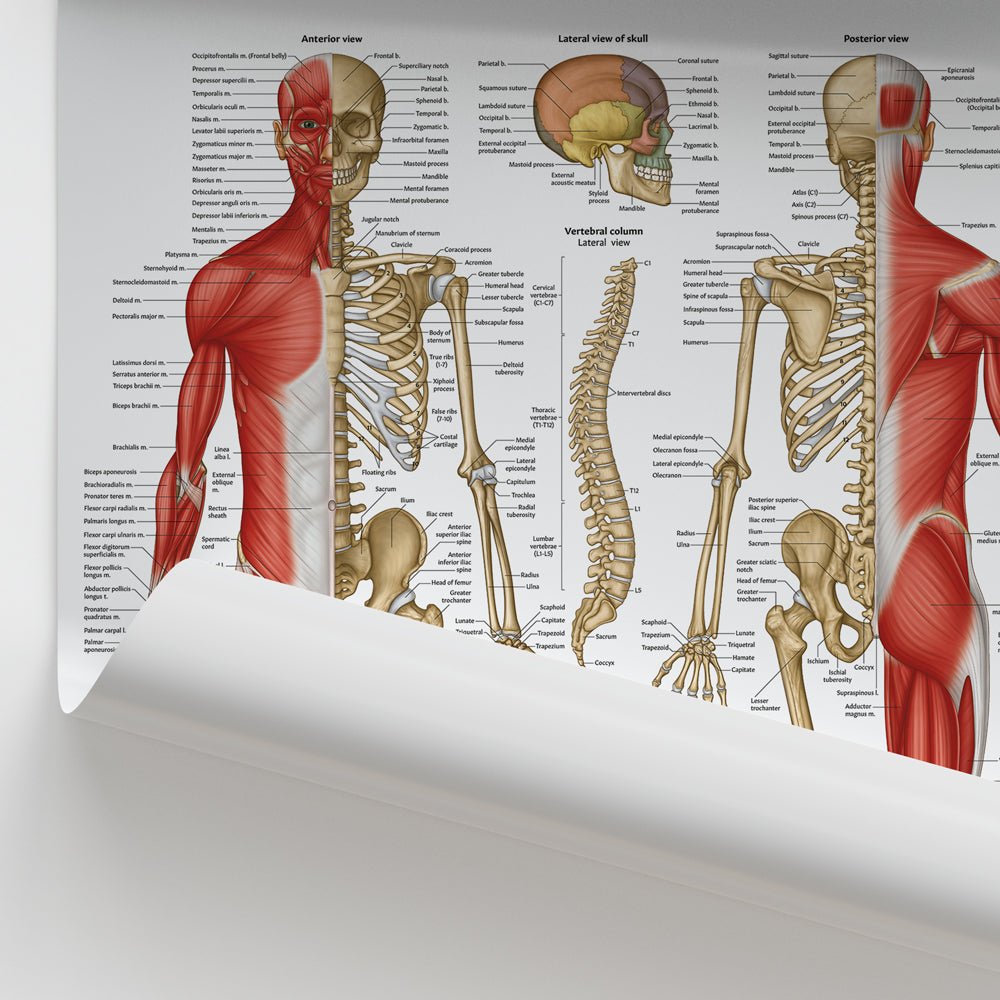 Skull & Head Anatomy Posters – AnatomyStuff