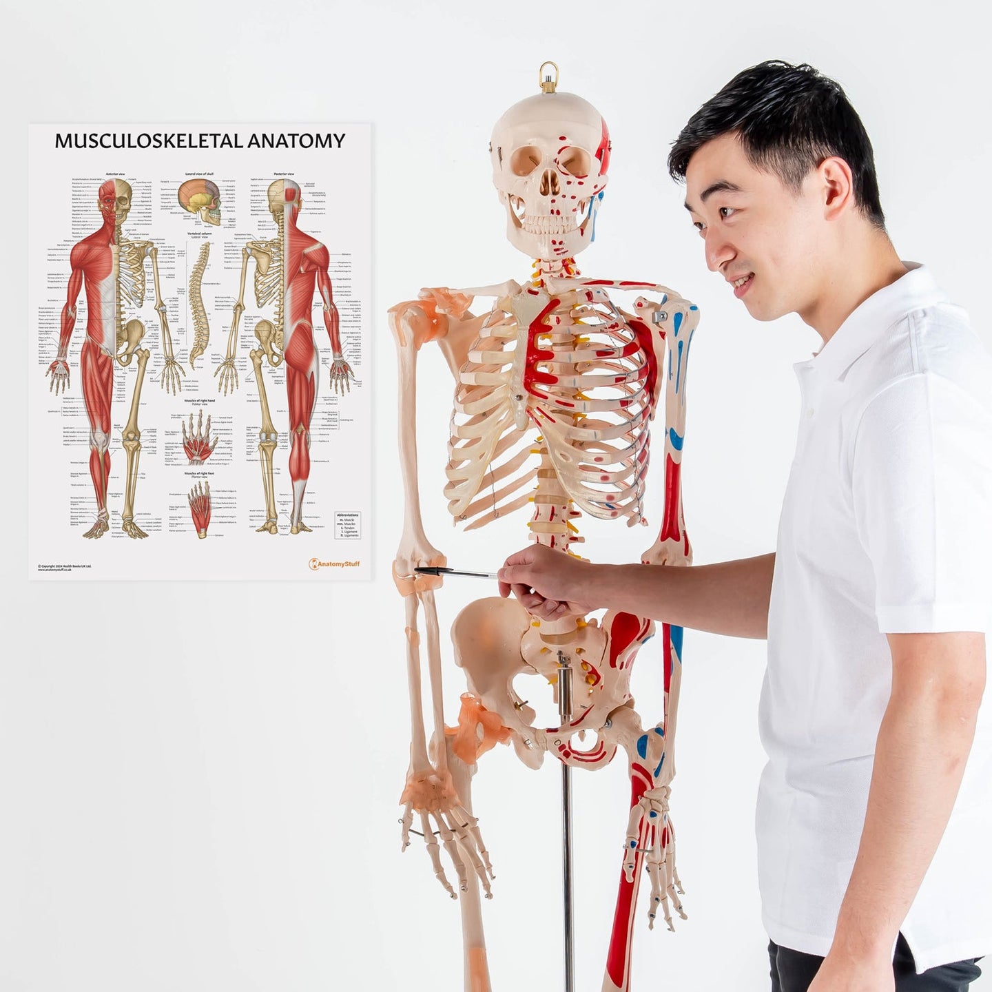 Skull & Head Anatomy Posters – AnatomyStuff