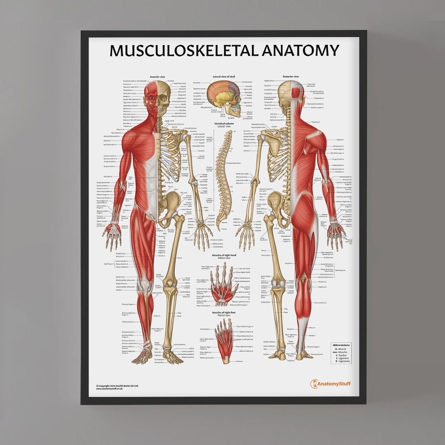 Skull & Head Anatomy Posters – AnatomyStuff
