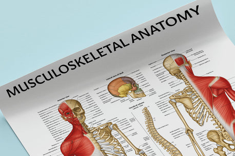 Musculoskeletal Anatomy Posters – AnatomyStuff