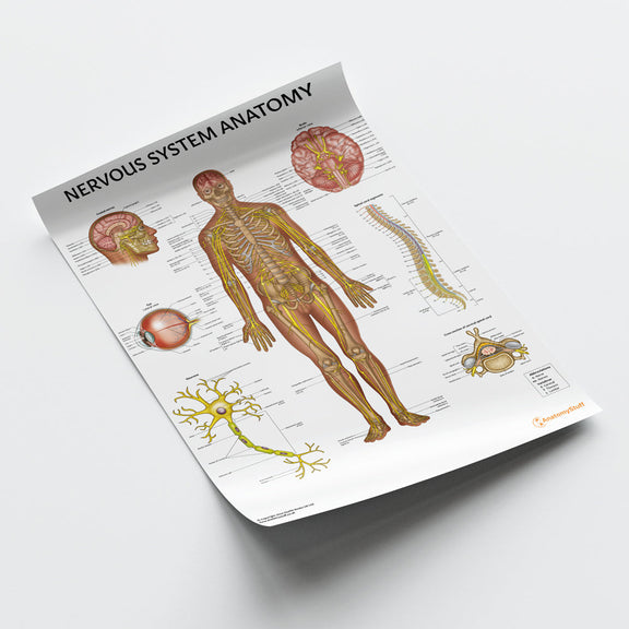 Nervous System Chart | Human Body Nerve Anatomy Poster – AnatomyStuff