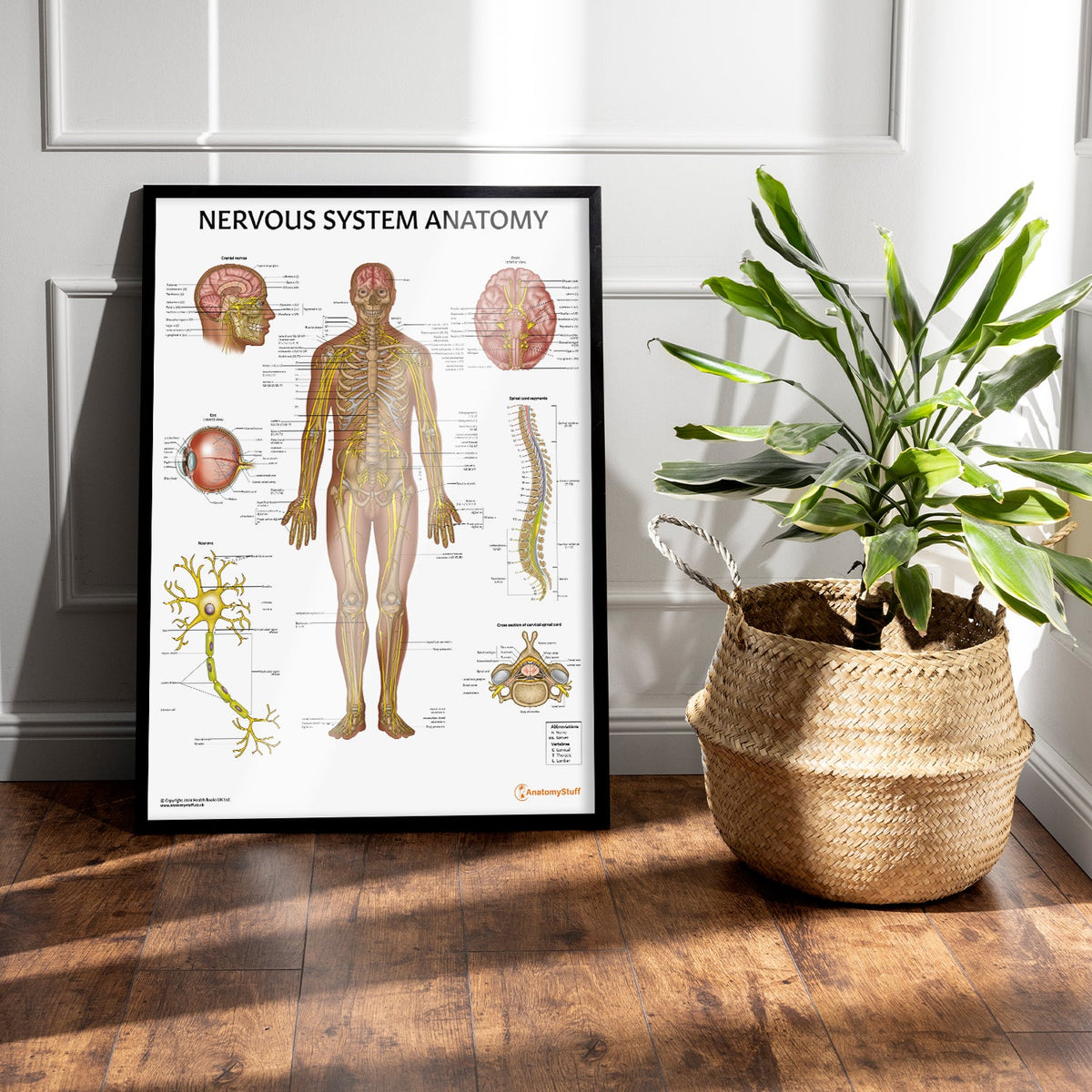 Nervous System Chart | Human Body Nerve Anatomy Poster – AnatomyStuff