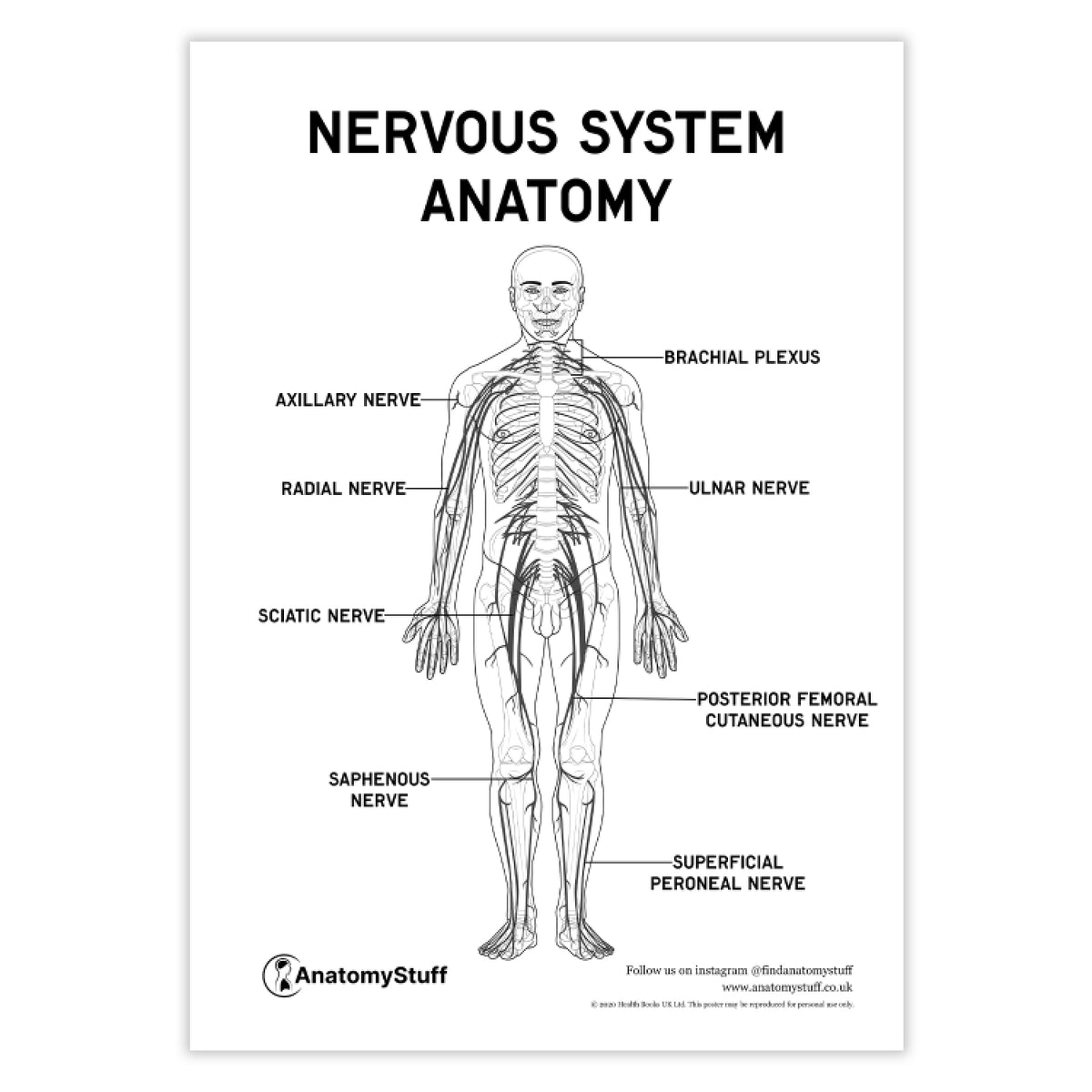 Nervous System Anatomy Poster | Medical Student Resources | PDF ...