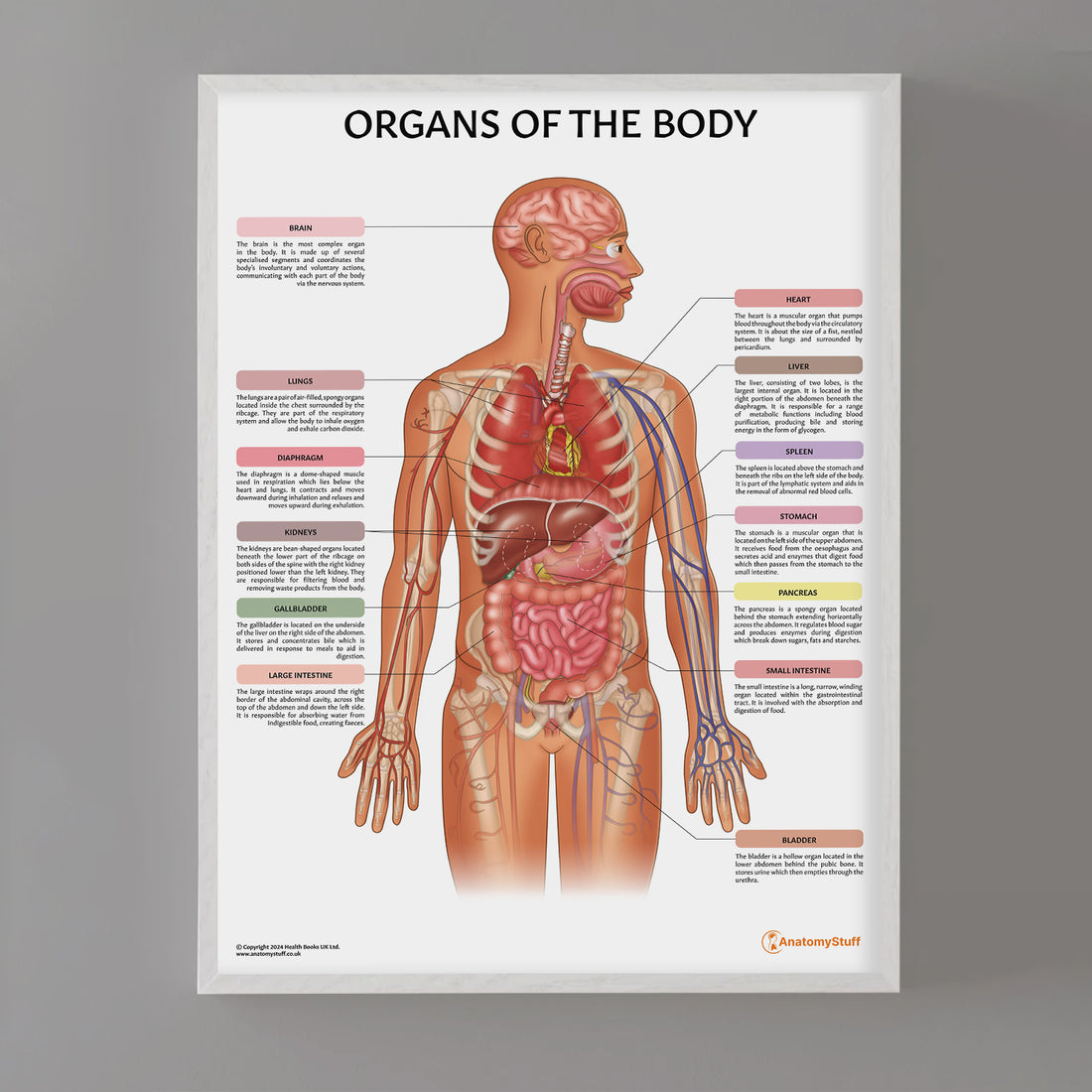 Organs of the Body Poster | Human Internal Organs Chart – AnatomyStuff