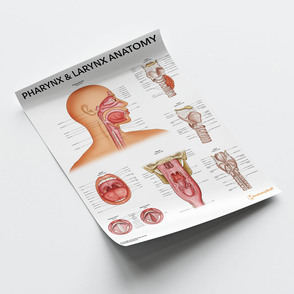 Pharynx and Larynx Anatomy Poster | Throat and Mouth Chart – AnatomyStuff