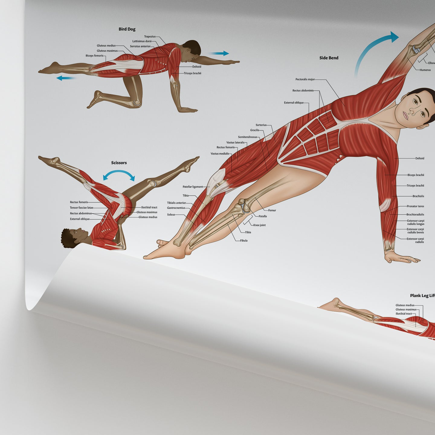 Pilates Anatomy Poster | Anatomical Chart of Pilates Poses – AnatomyStuff