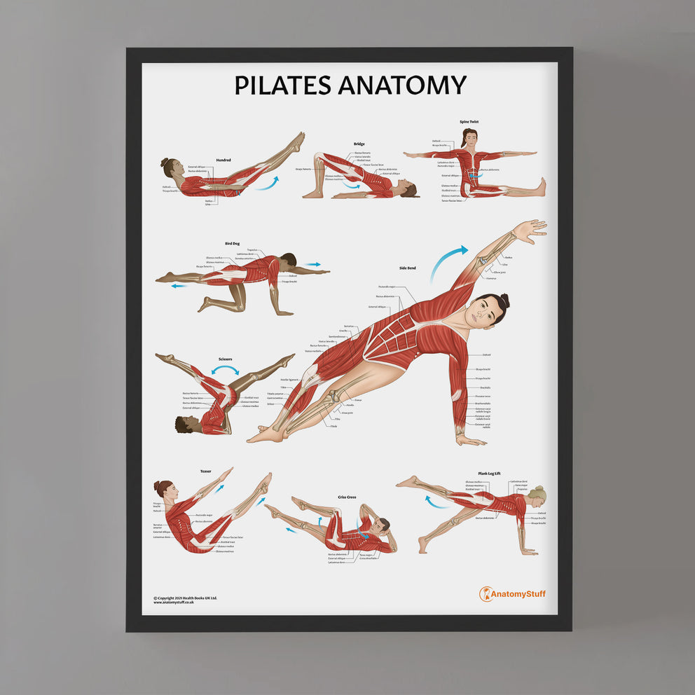 Pilates Anatomy Poster | Anatomical Chart of Pilates Poses – AnatomyStuff