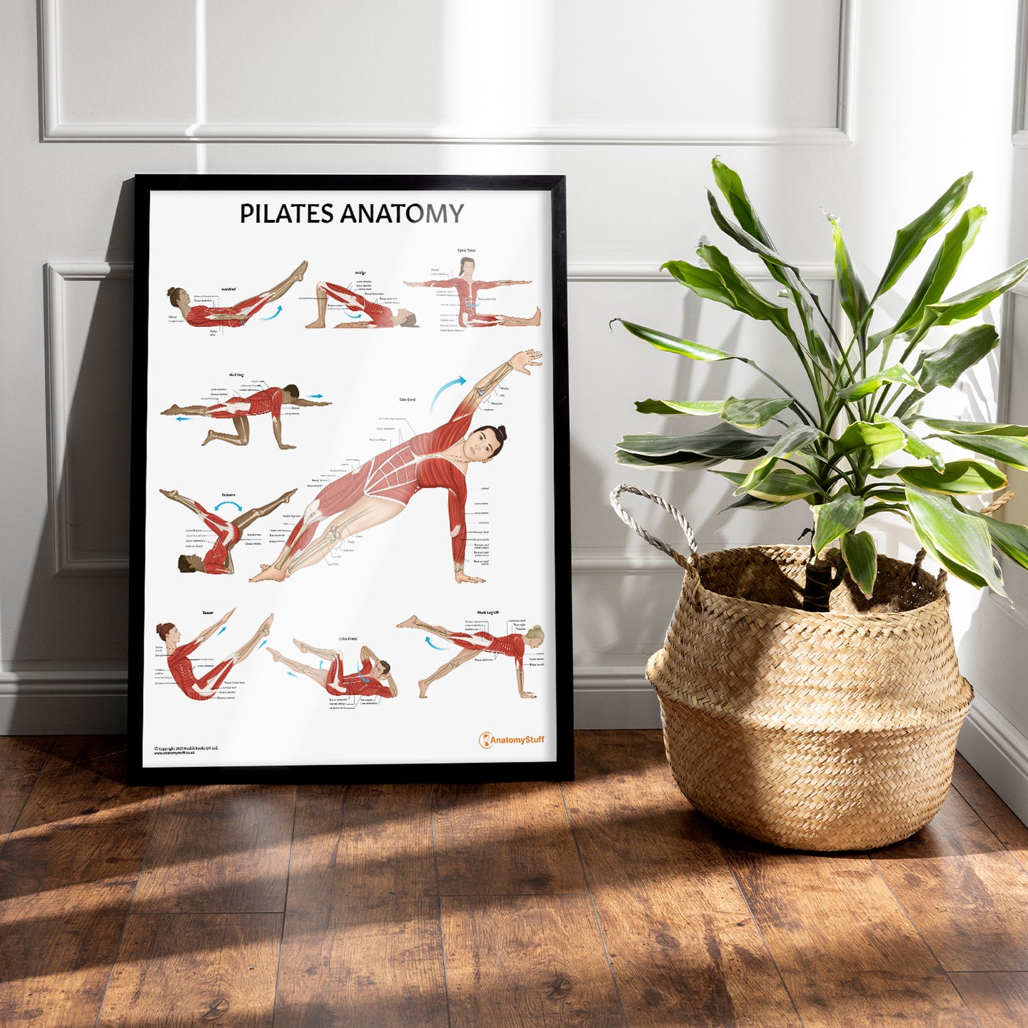 Pilates Anatomy Poster | Anatomical Chart of Pilates Poses – AnatomyStuff