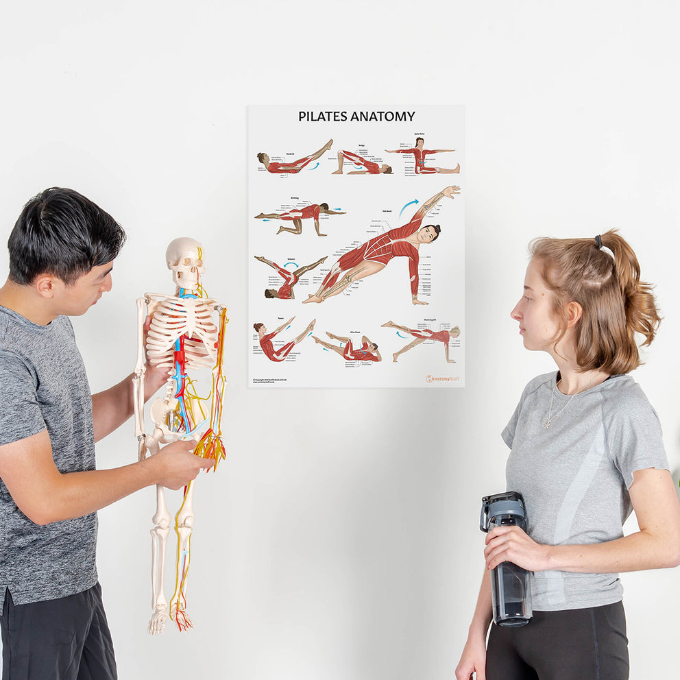 Pilates Anatomy Poster | Anatomical Chart of Pilates Poses – AnatomyStuff