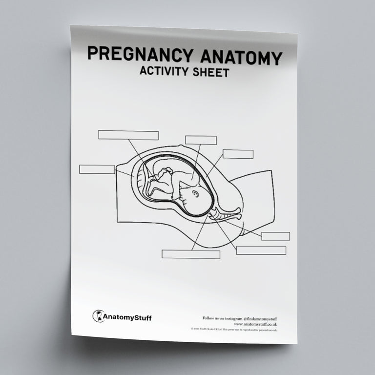 Pregnancy Anatomy Activity Sheet | Digital Download | AnatomyStuff