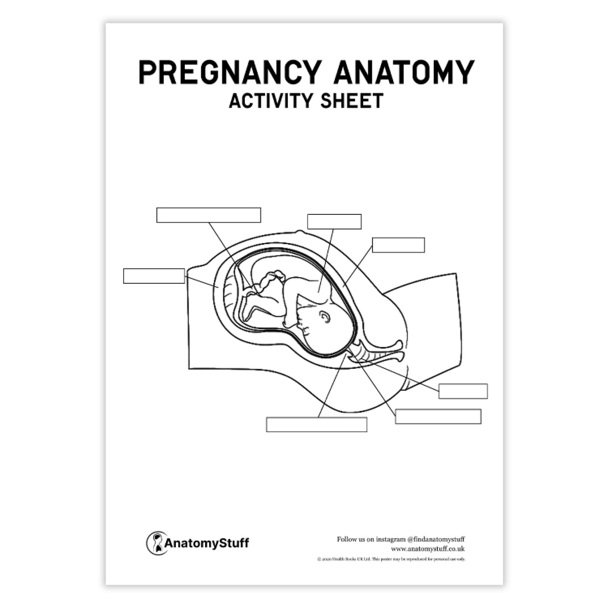 Pregnancy Anatomy Activity Sheet | Digital Download | AnatomyStuff
