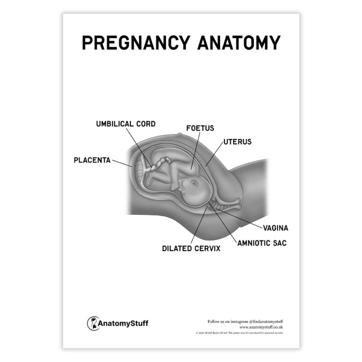 Pregnancy Anatomy Poster | PDF Download – AnatomyStuff
