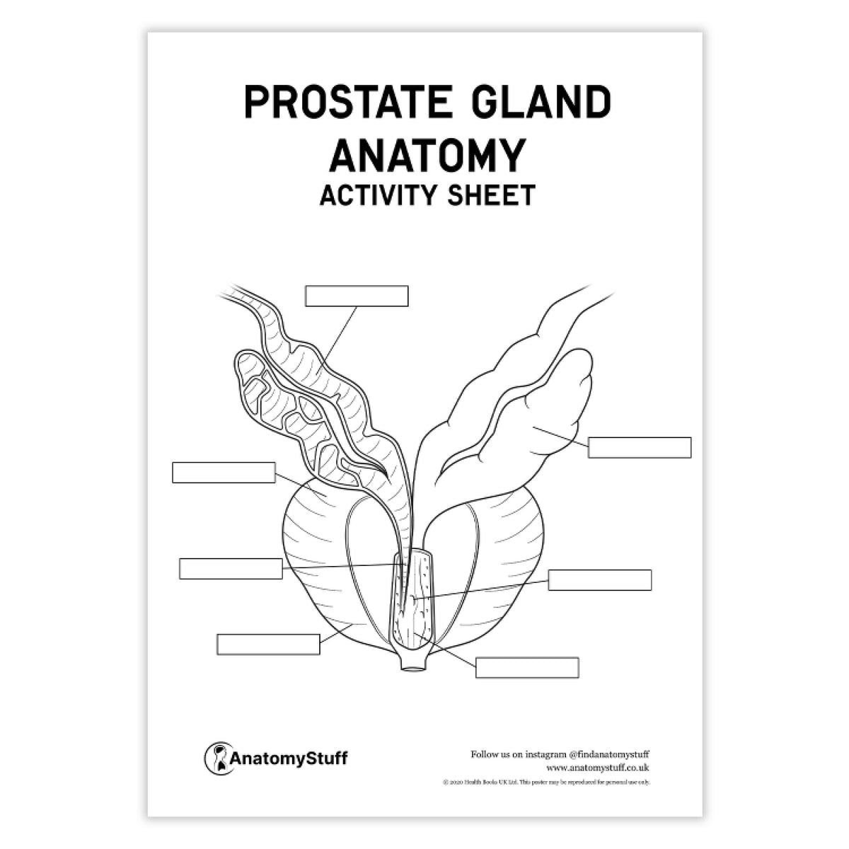 Prostate Gland Anatomy Activity Sheet PDF | Male Anatomy Resource ...