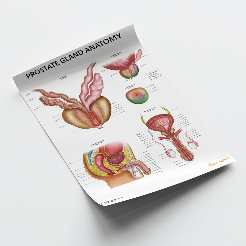 Prostate Anatomy Poster | Male Reproductive System Chart – AnatomyStuff