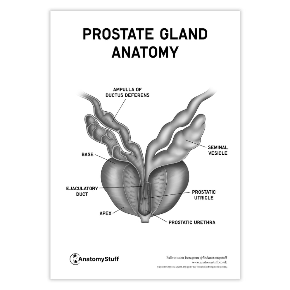 Prostate Gland Anatomy Poster PDF | Male Reproductive System – AnatomyStuff