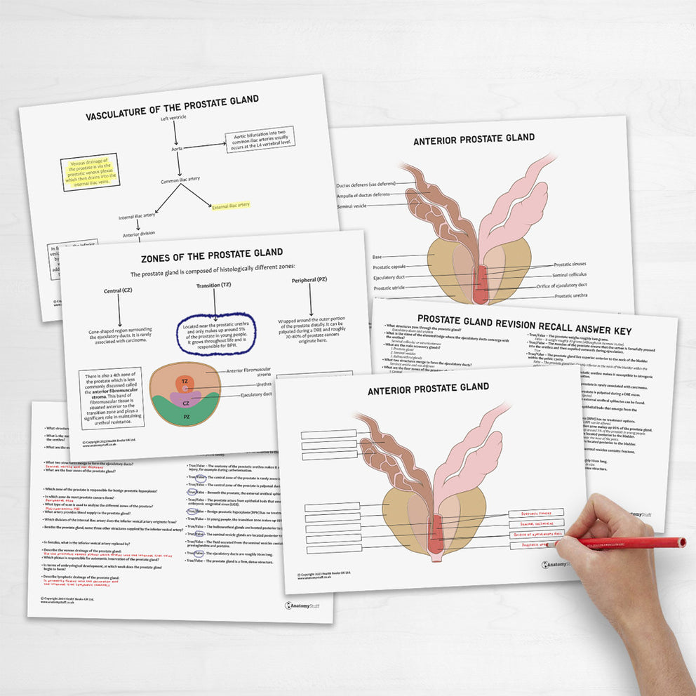 Printable Worksheets on Prostate Gland Zones & Anatomy | AnatomyStuff