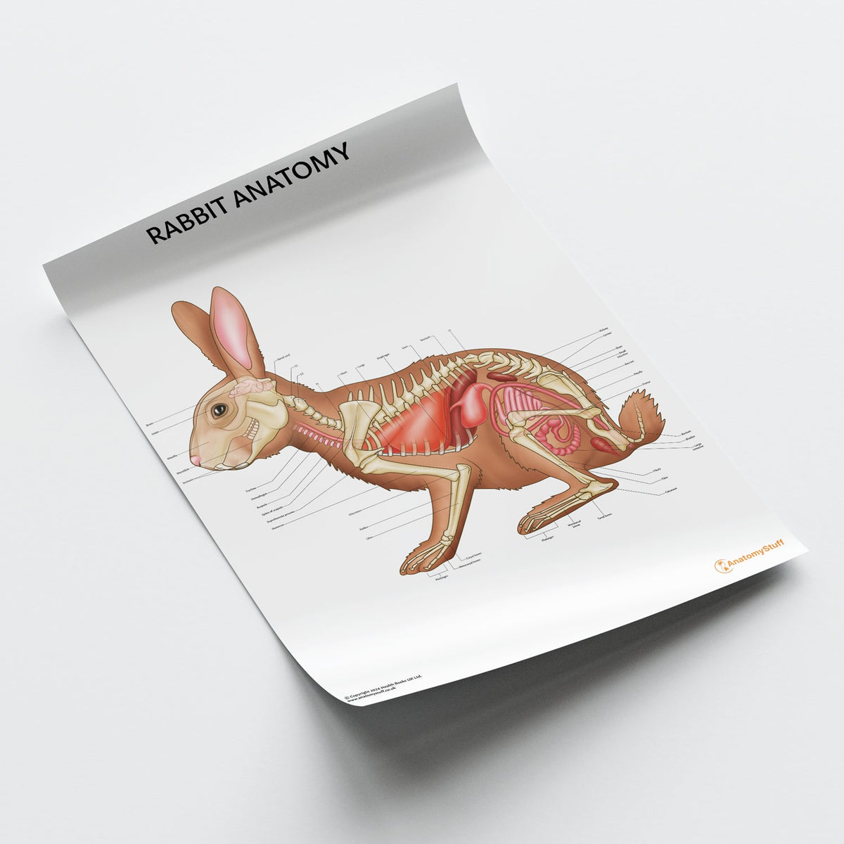 Rabbit Anatomy Poster | Small Mammal Organs & Bones Chart – AnatomyStuff