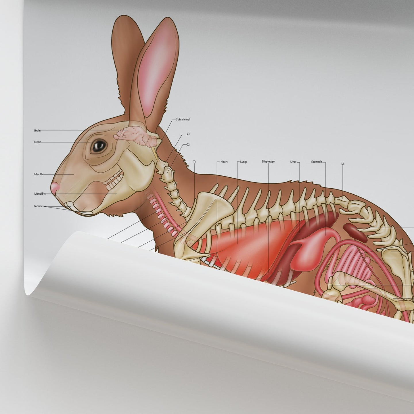 Rabbit Anatomy Poster | Small Mammal Organs & Bones Chart – AnatomyStuff