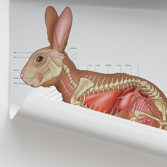 Rabbit Anatomy Poster | Small Mammal Organs & Bones Chart – AnatomyStuff
