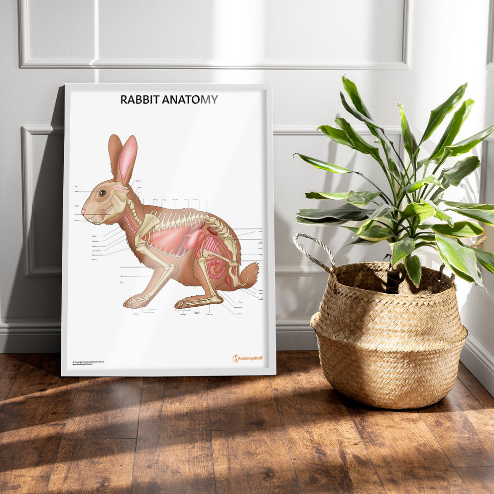 Rabbit Anatomy Poster | Small Mammal Organs & Bones Chart – AnatomyStuff