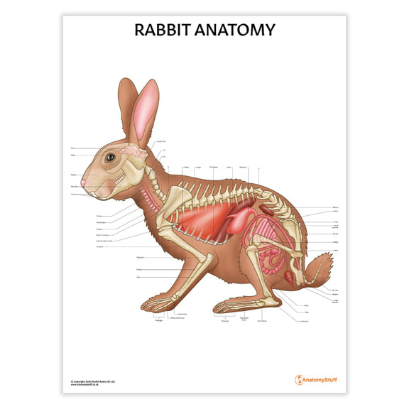 Rabbit Anatomy Poster | Small Mammal Organs & Bones Chart – AnatomyStuff