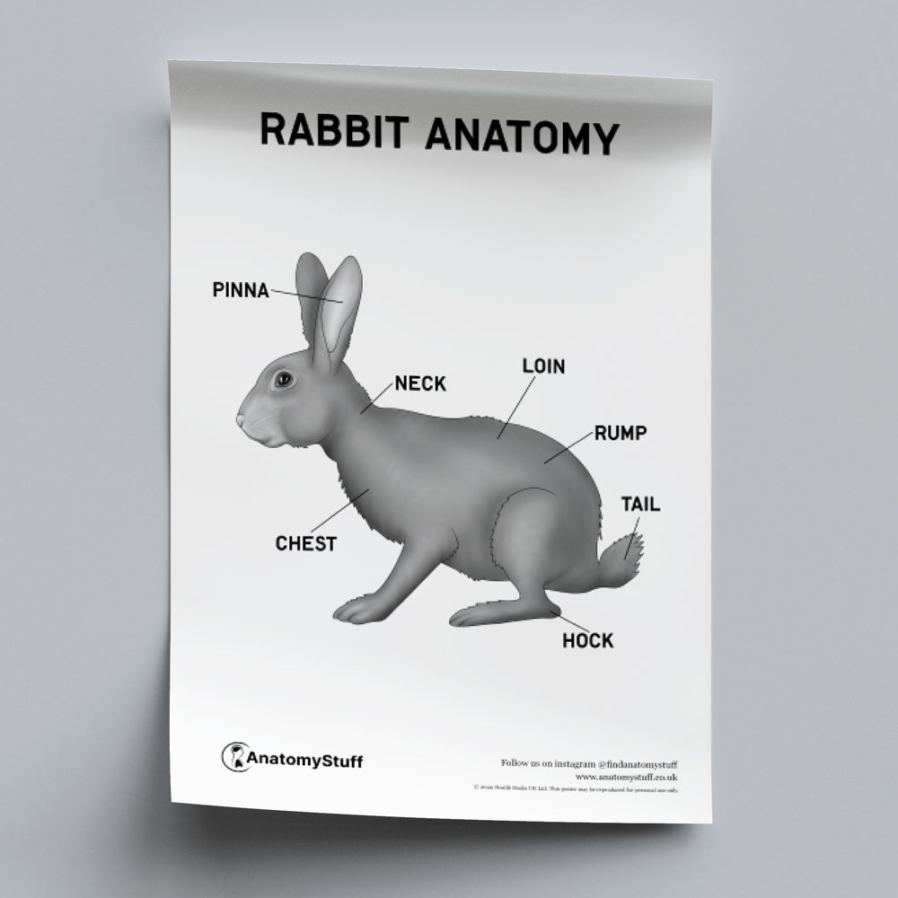 Rabbit Anatomy Poster | PDF Download – AnatomyStuff