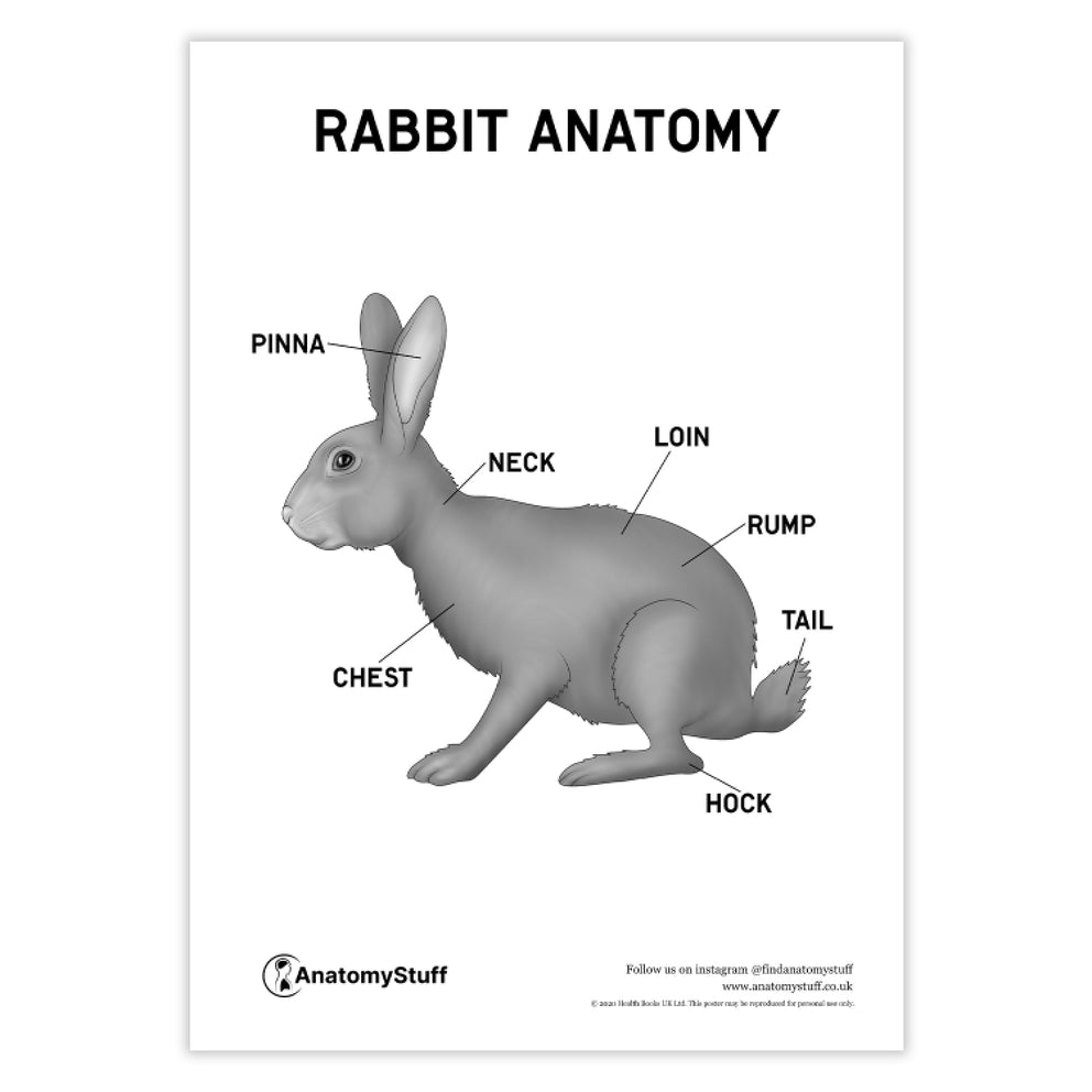 Rabbit Anatomy Poster | PDF Download – AnatomyStuff