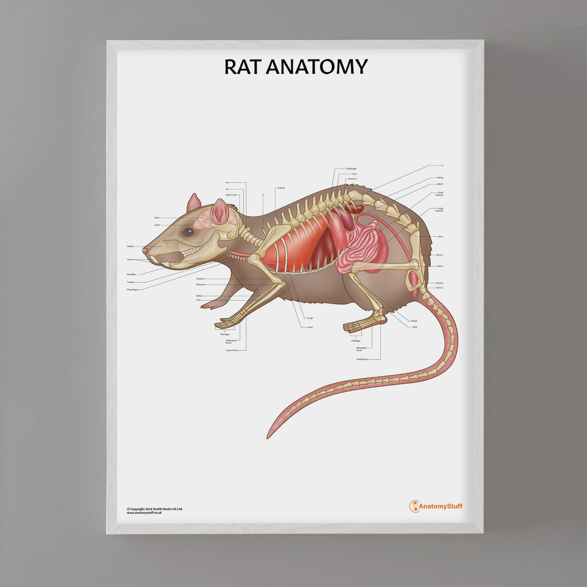 Rat Anatomy Poster | Small Mammal Bones & Organs Chart – AnatomyStuff