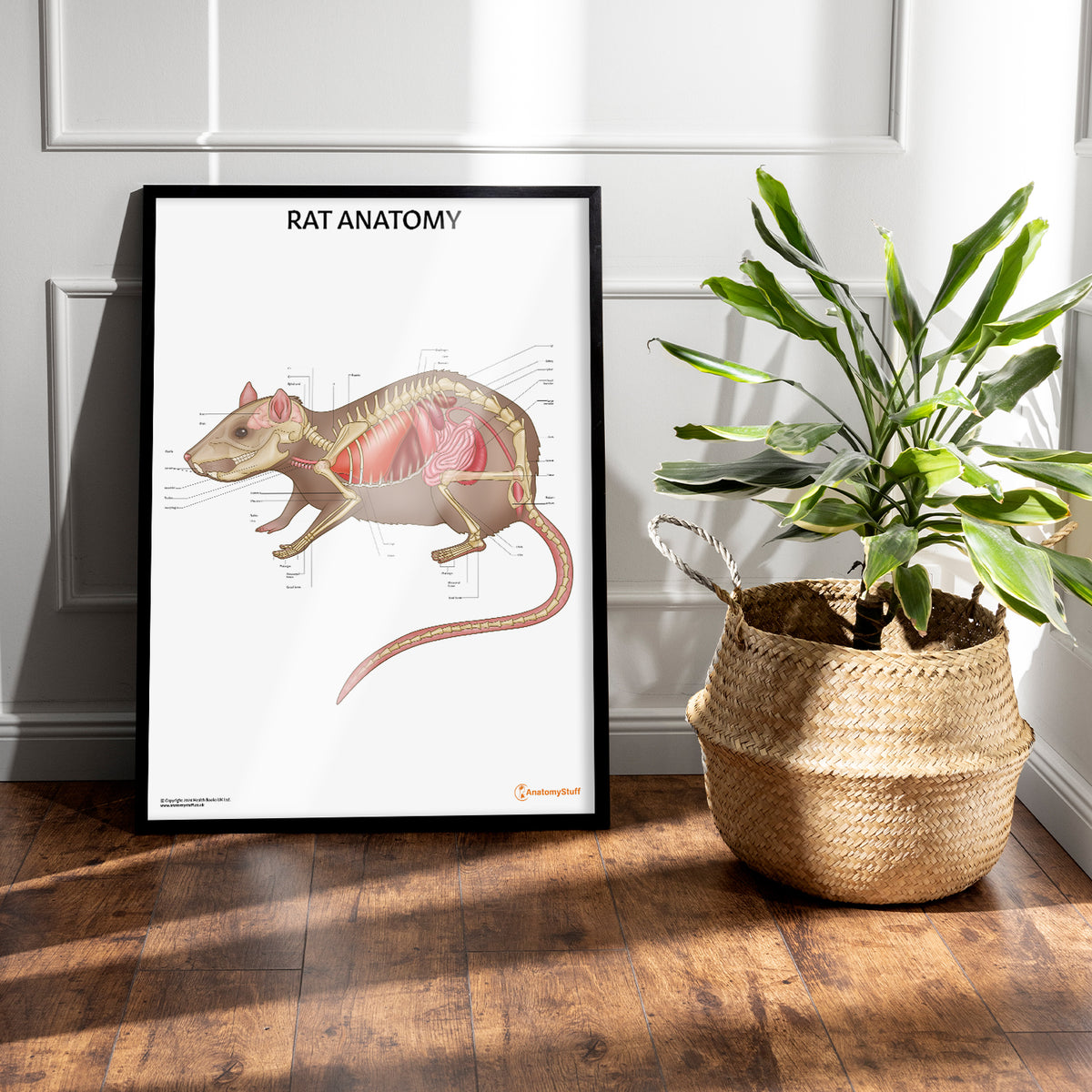 Rat Anatomy Poster | Small Mammal Bones & Organs Chart – AnatomyStuff