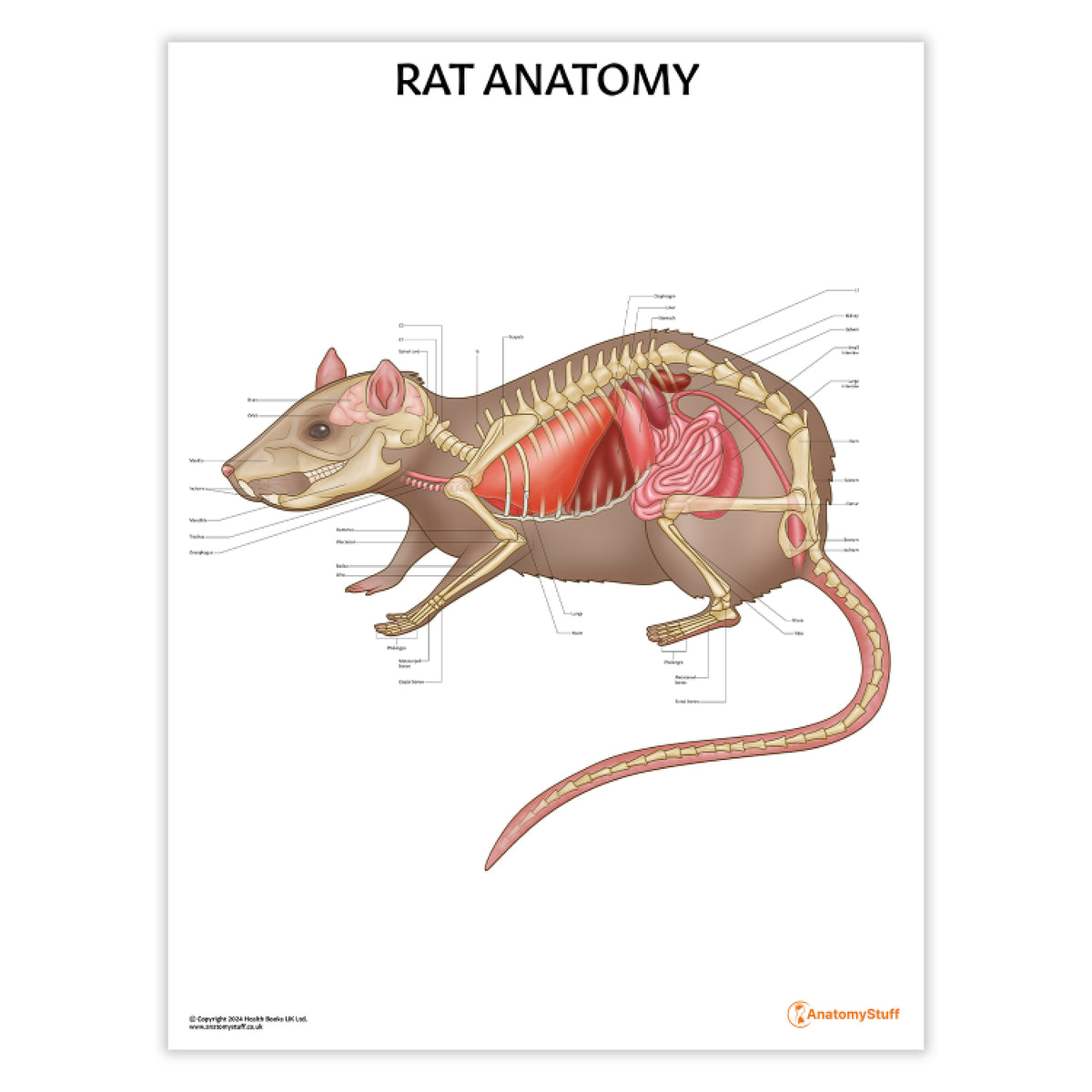 Rat Anatomy Poster | Small Mammal Bones & Organs Chart – AnatomyStuff