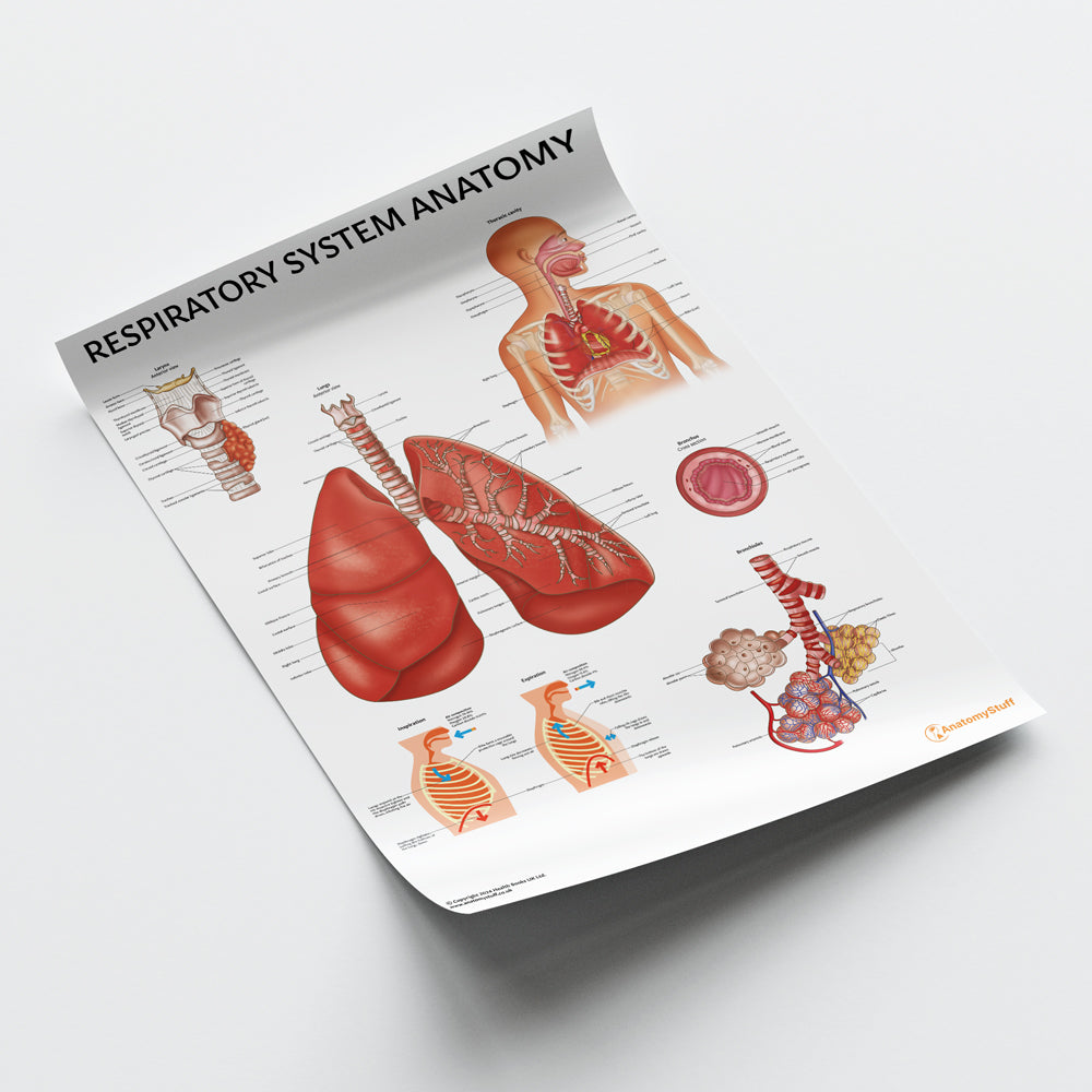 Respiratory System Anatomy Chart | Lungs and Breathing Poster ...