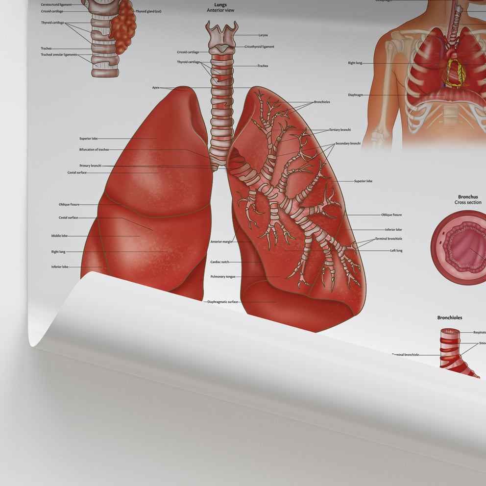 Respiratory System Anatomy Chart | Lungs and Breathing Poster ...