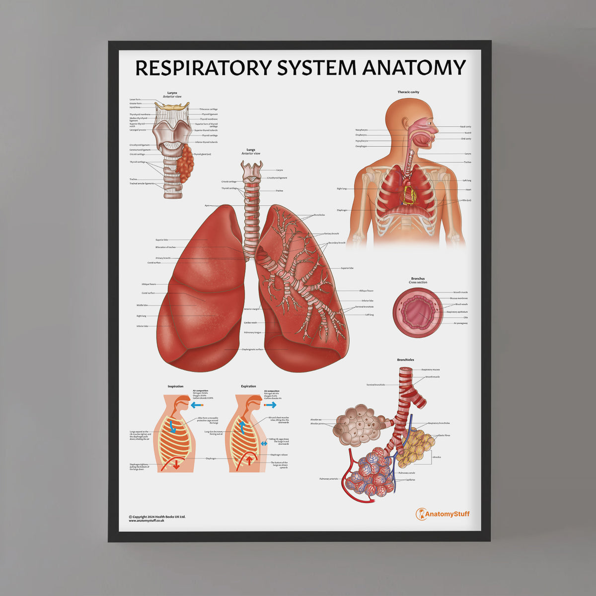 Respiratory System Anatomy Chart | Lungs and Breathing Poster ...
