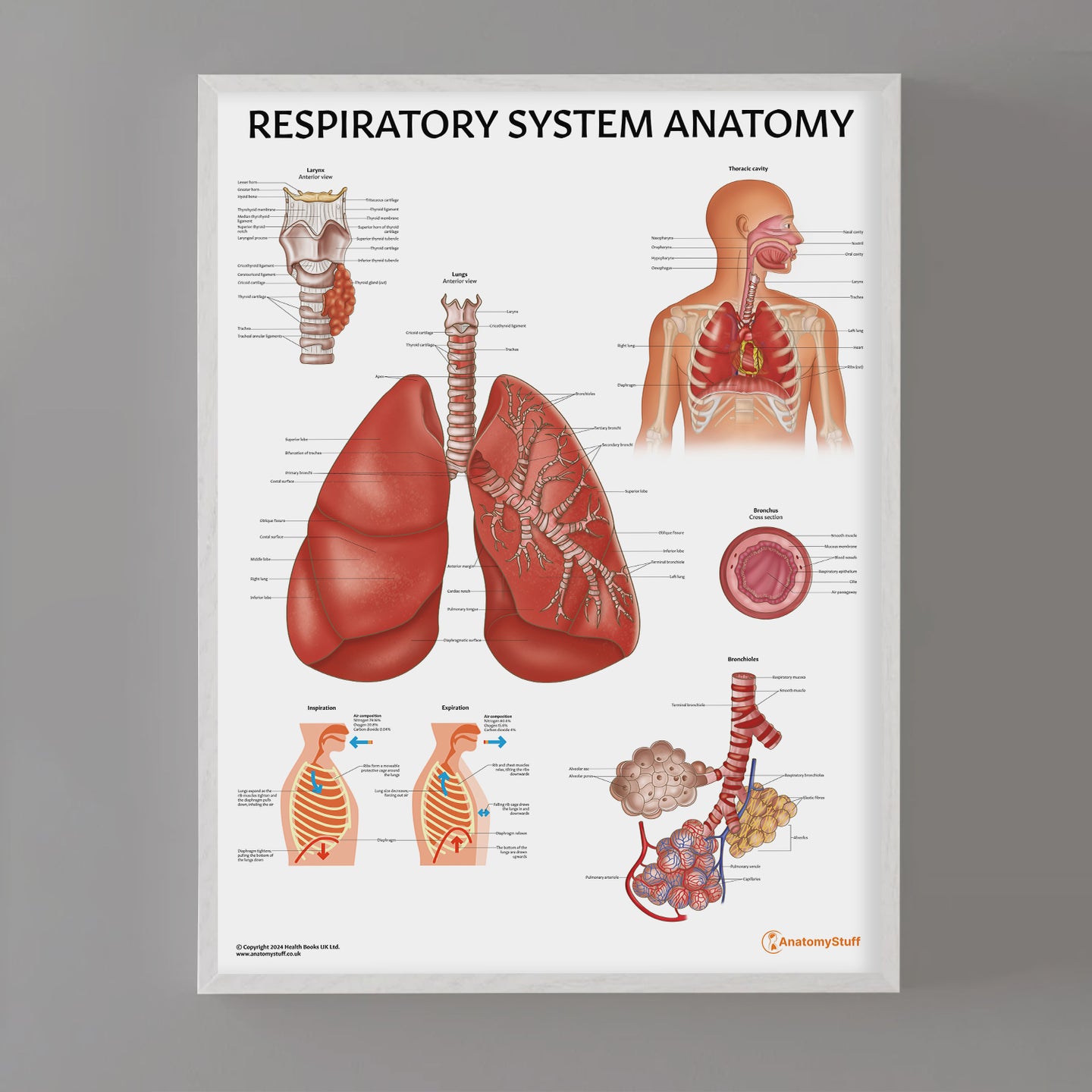 Respiratory System Anatomy Chart | Lungs and Breathing Poster ...