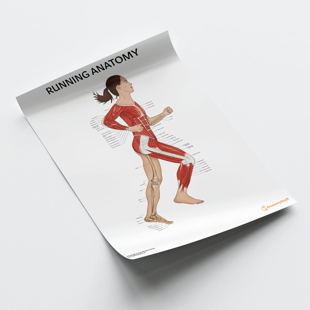 Running Anatomy Poster | Female Sports Anatomy Chart – AnatomyStuff