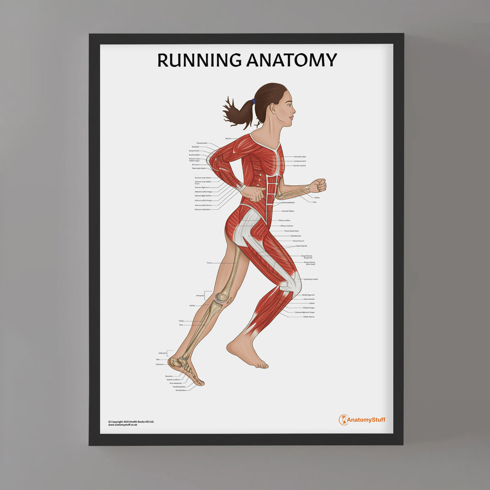 Running Anatomy Poster | Female Sports Anatomy Chart – AnatomyStuff